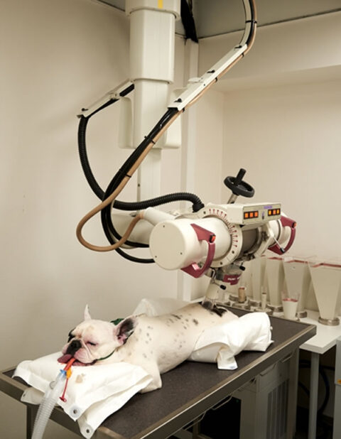 Veterinary Radiation Therapy Solutions | Xstrahl